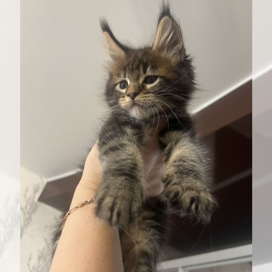 Мейн-кун котёнок