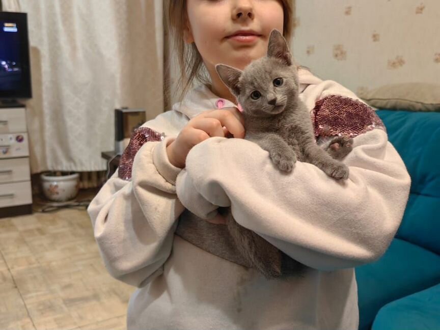 Котята русской голубой кошки с родословной