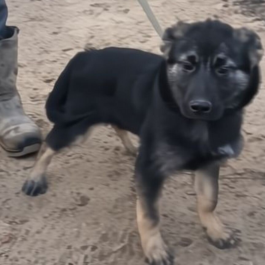 Щенок в добрые руки