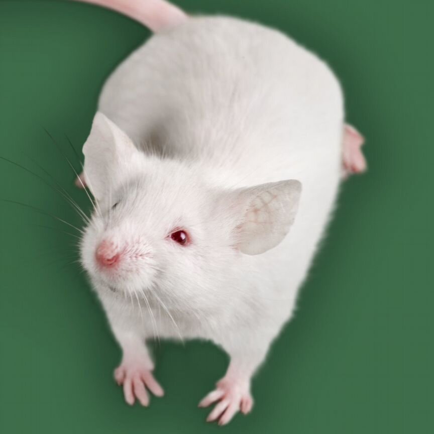 Кормовые мыши опт от 500 шт