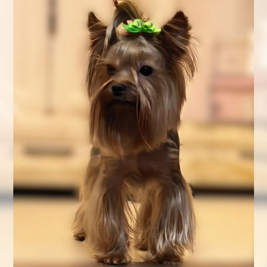 Йоркширский терьер, взрослый пёс