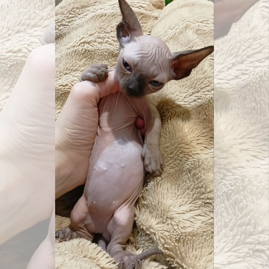 Бамбино котёнок