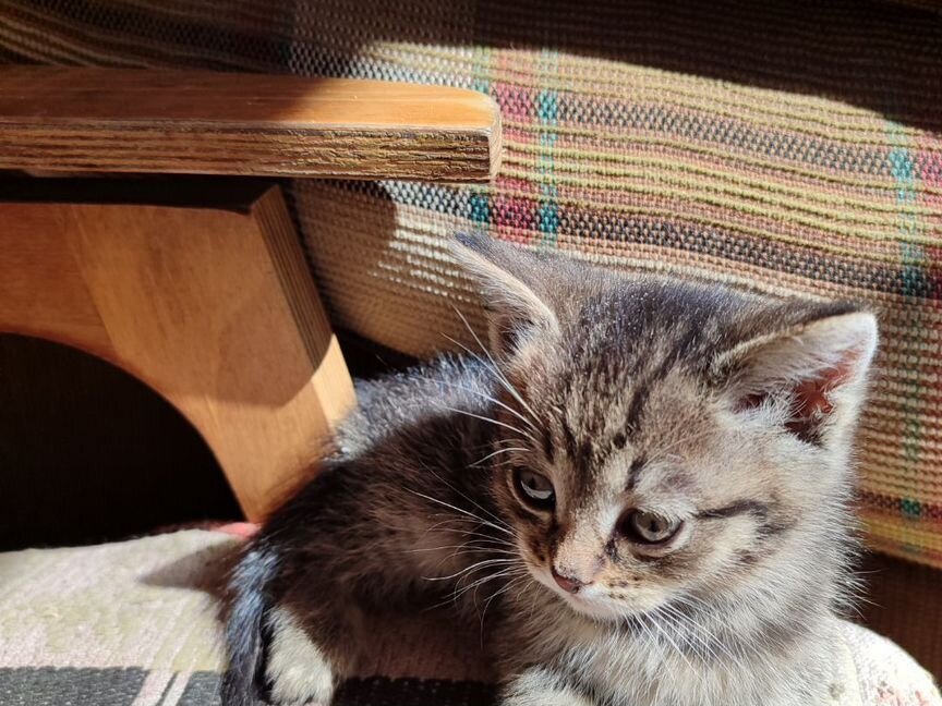 Кошки в добрые руки бесплатно