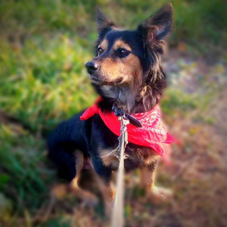 Маленький пёсик ищет дом