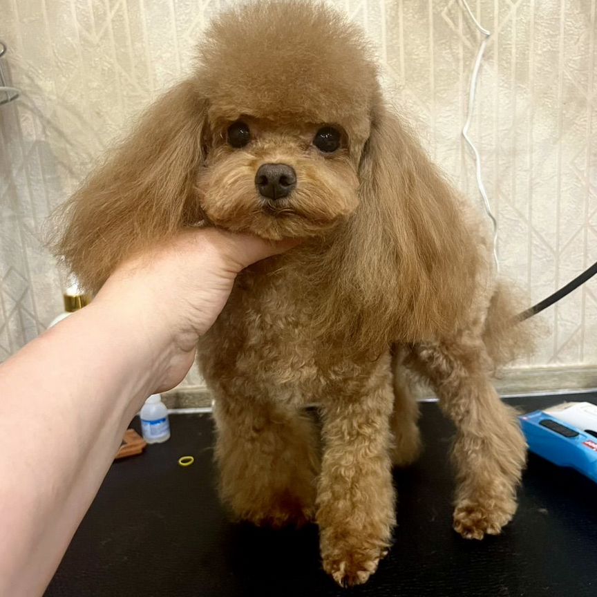 Той-пудель, взрослый пёс