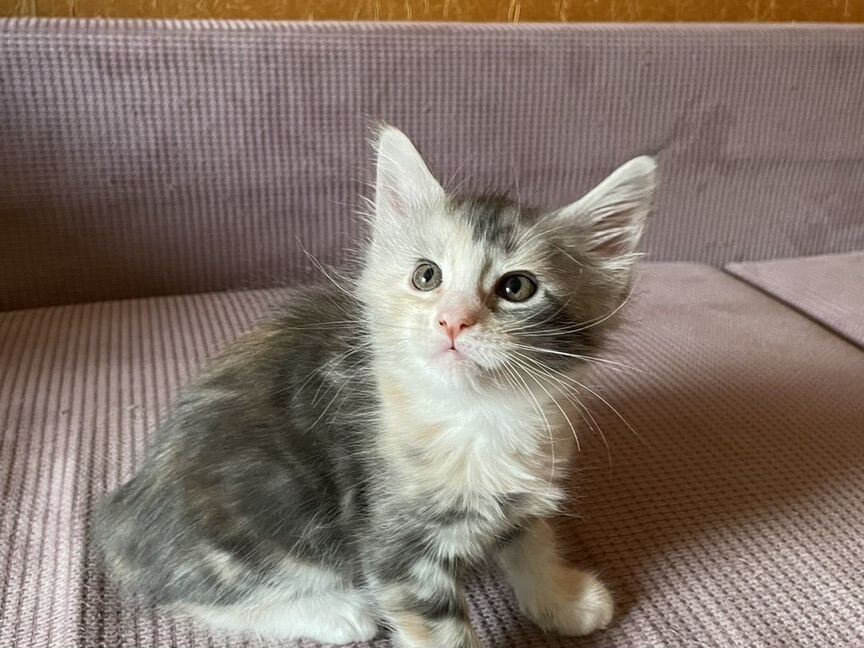 Котята мейн-кун