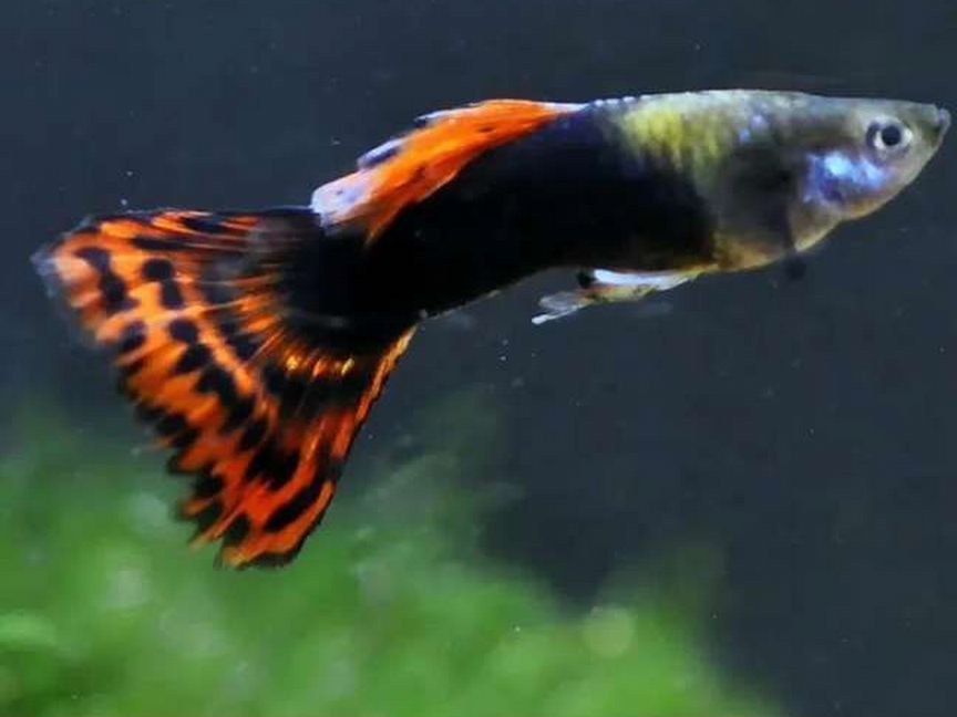 Аквариумные рыбки гуппи