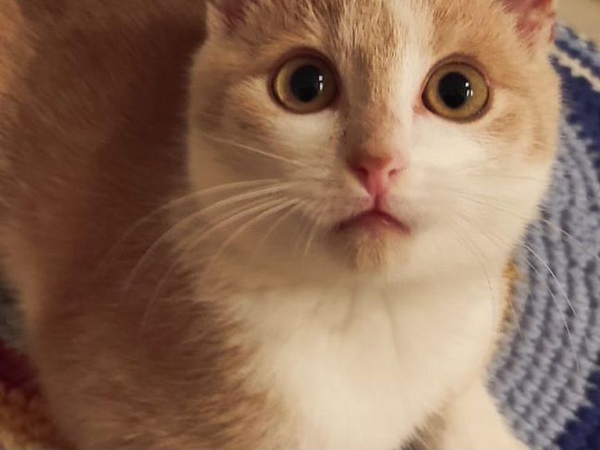 Рыжий котенок в добрые руки