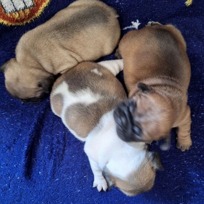 Французский бульдог, щенок