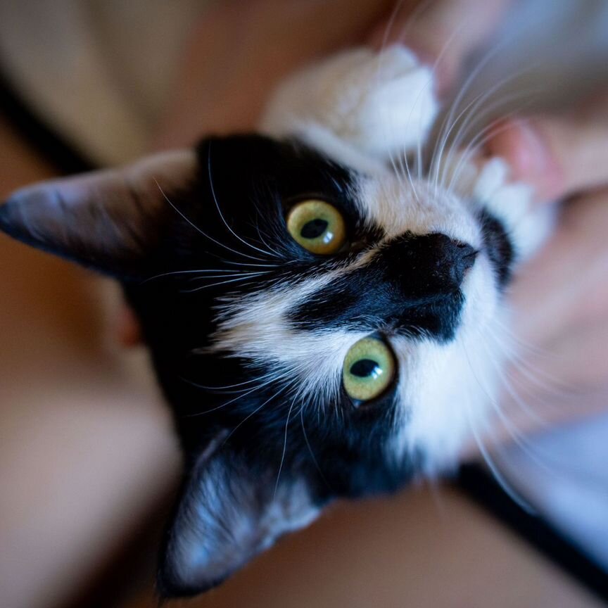 Котёнок в добрые руки бесплатно