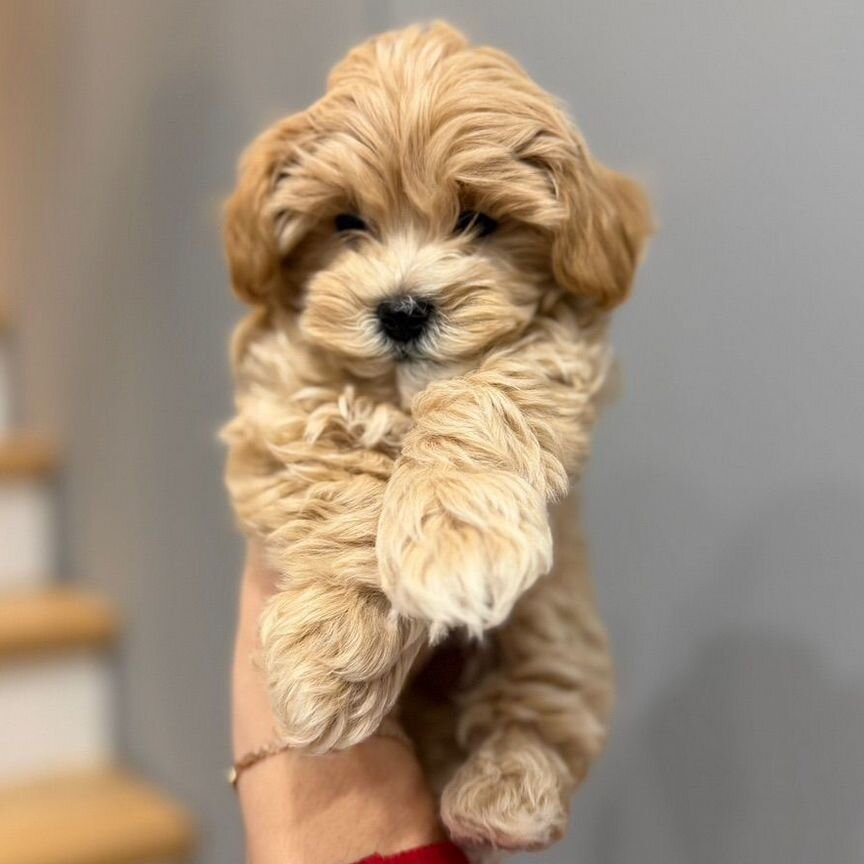 Мальтипу, щенок