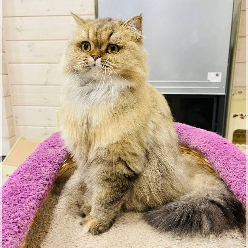 Британская длинношерстная шиншилла