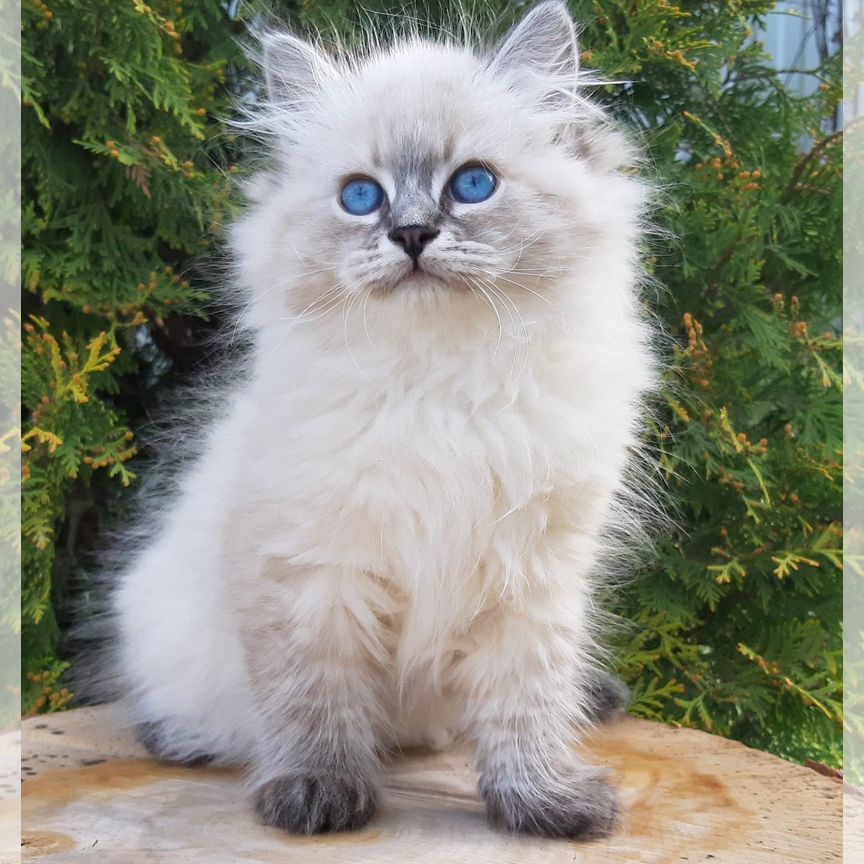 Невские маскарадные котятки