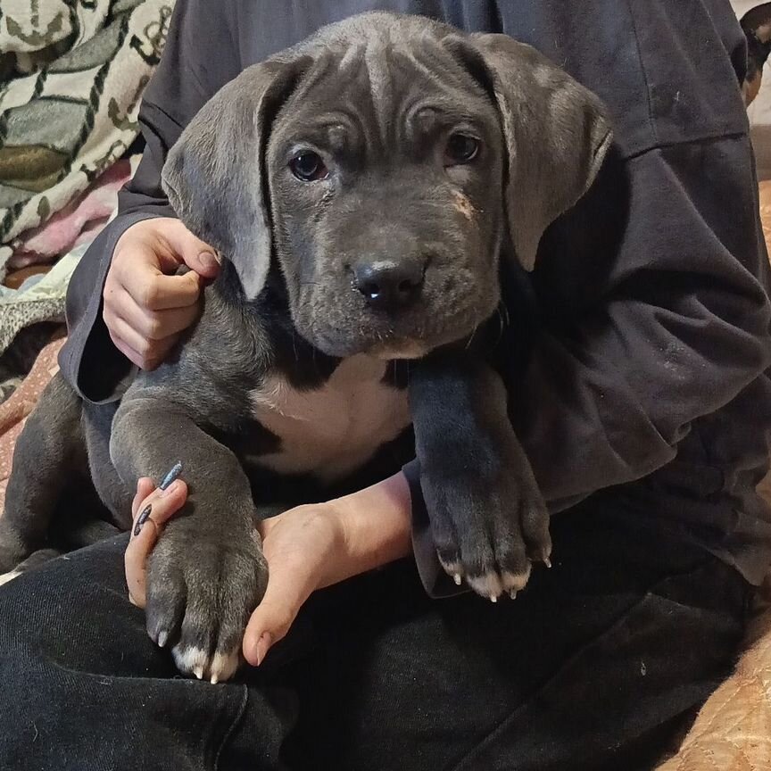 Кане-корсо, щенок