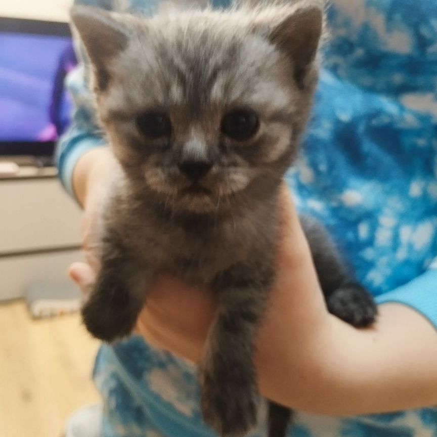 Шотландский прямоухий короткошёрстный котёнок