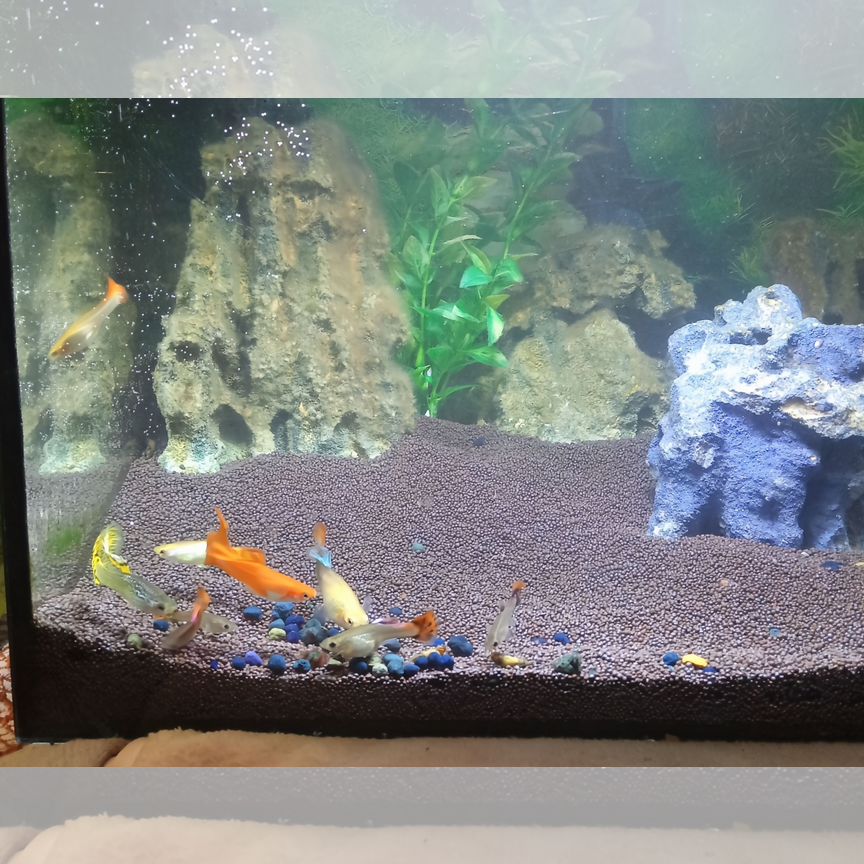 Гуппи молодые