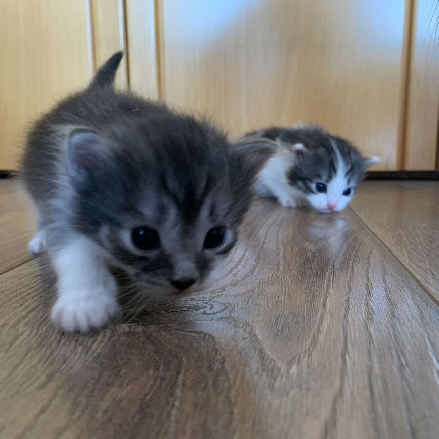 Обычные котята