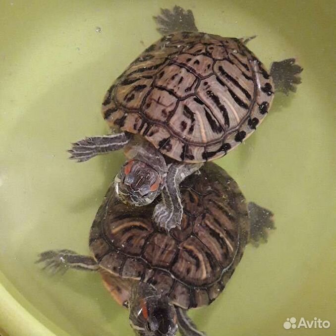 Красноухая черепаха