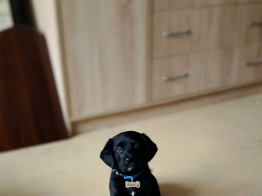 Собака в добрые руки