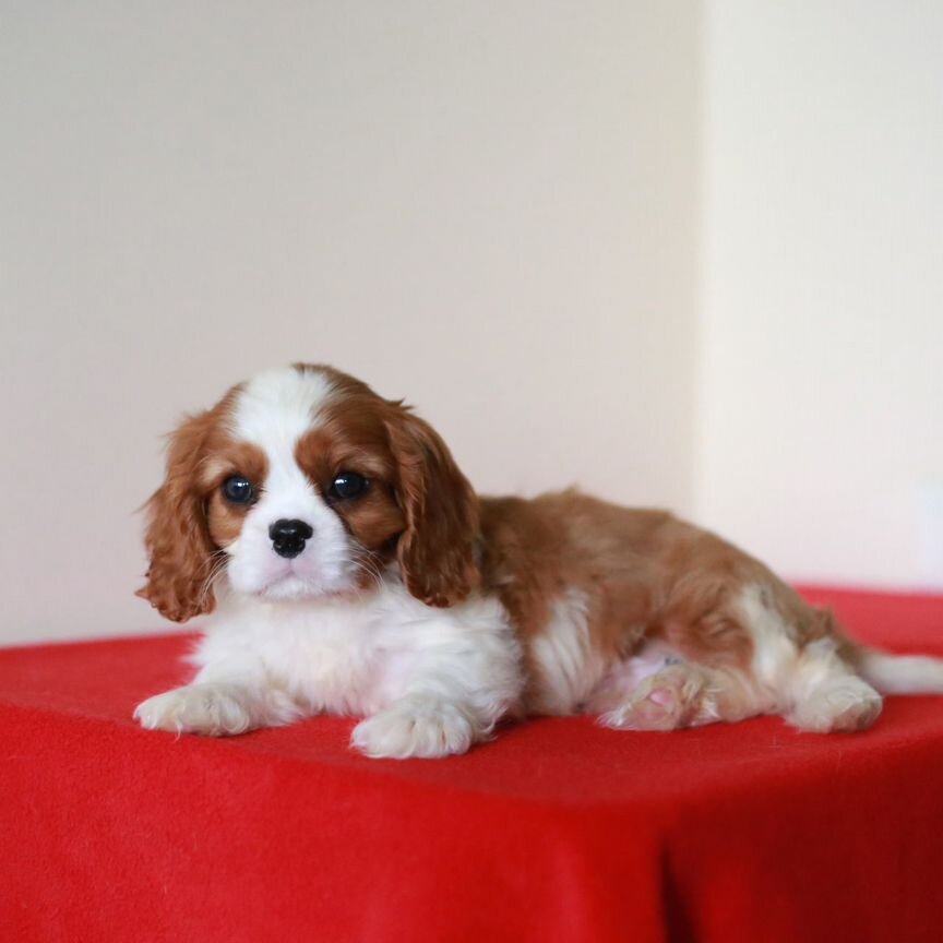Кавалер Кинг Чарльз Спаниель