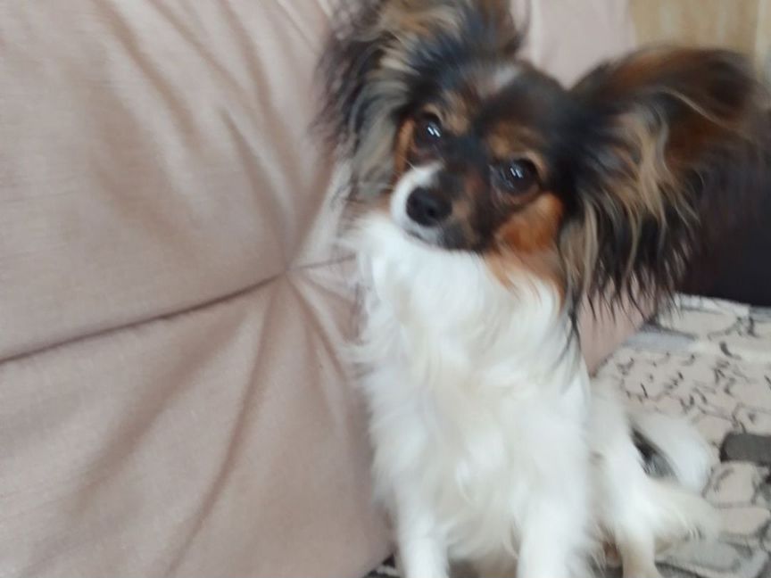 Щенки Папийона