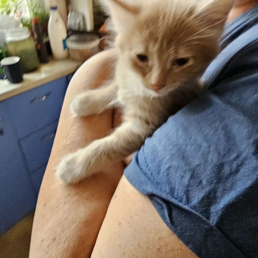 Котята в добрые руки бесплатно