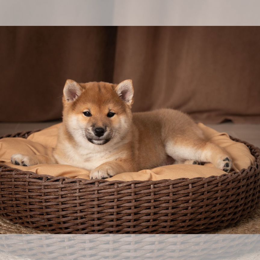 Сиба-ину, щенок