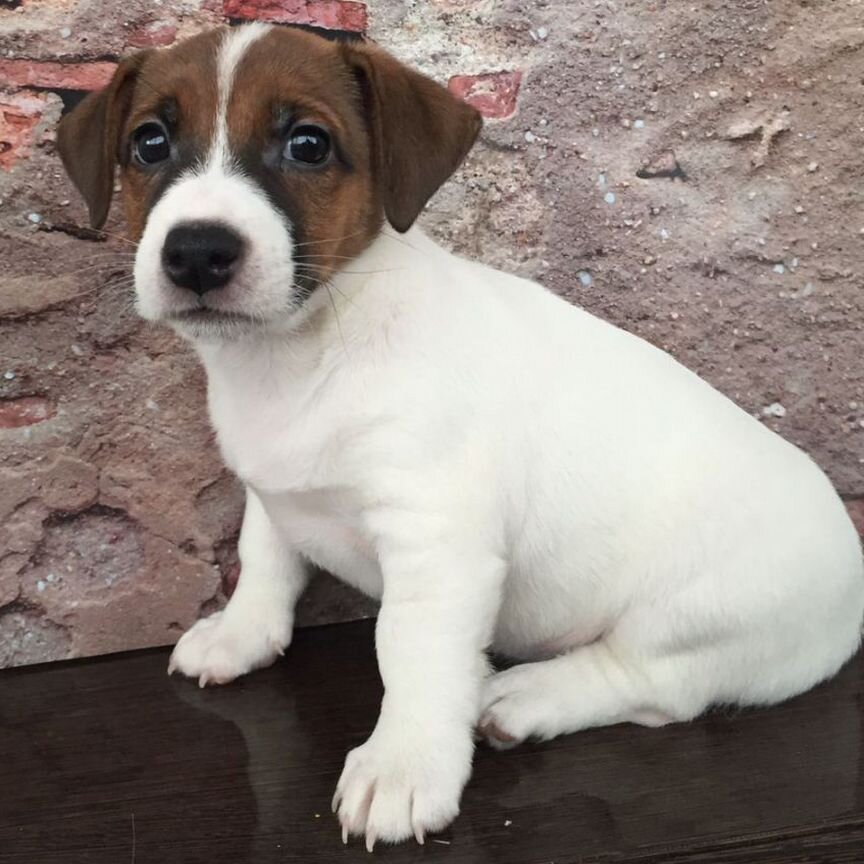 Щенки джек рассел терьер