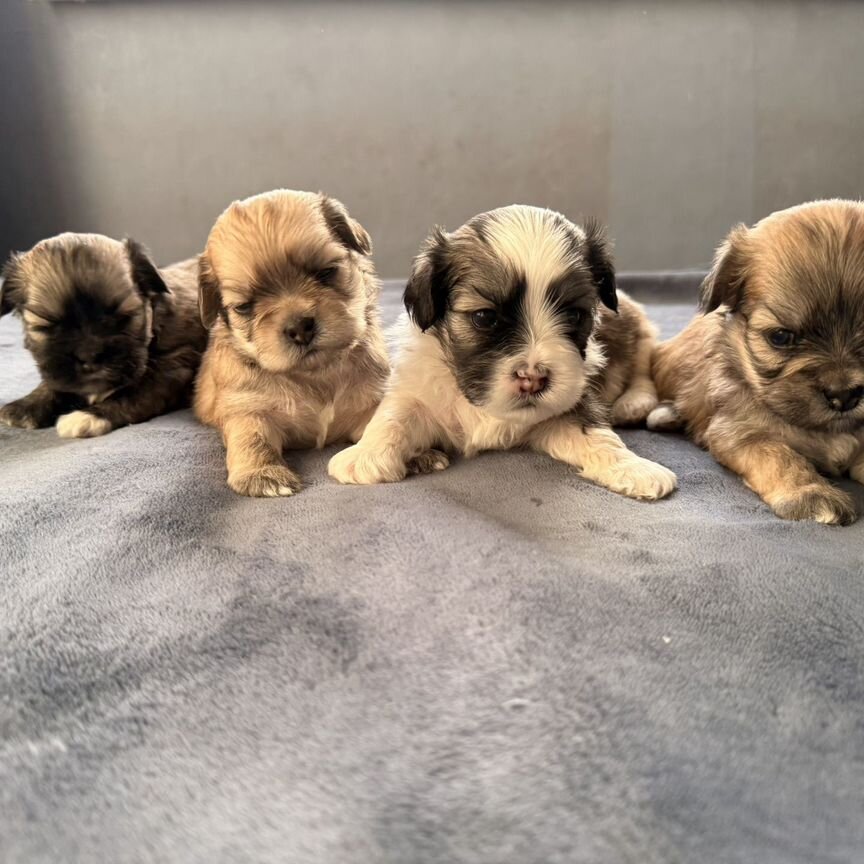 Ши-тцу, щенок