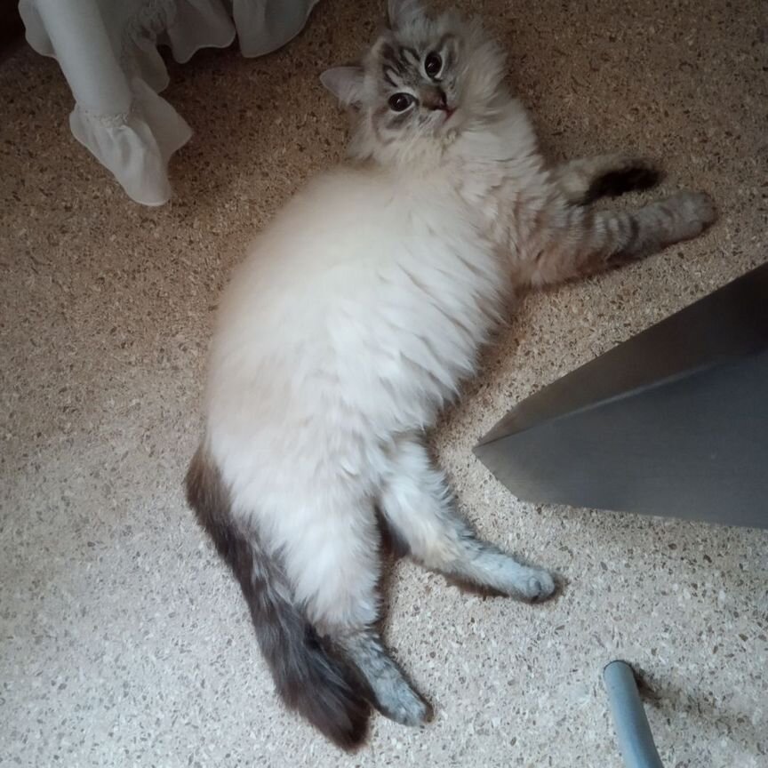 Котик в очень добрые руки