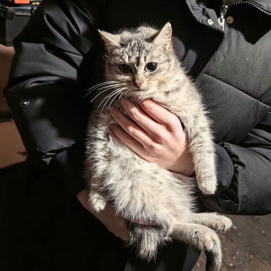 Котёнок кошка