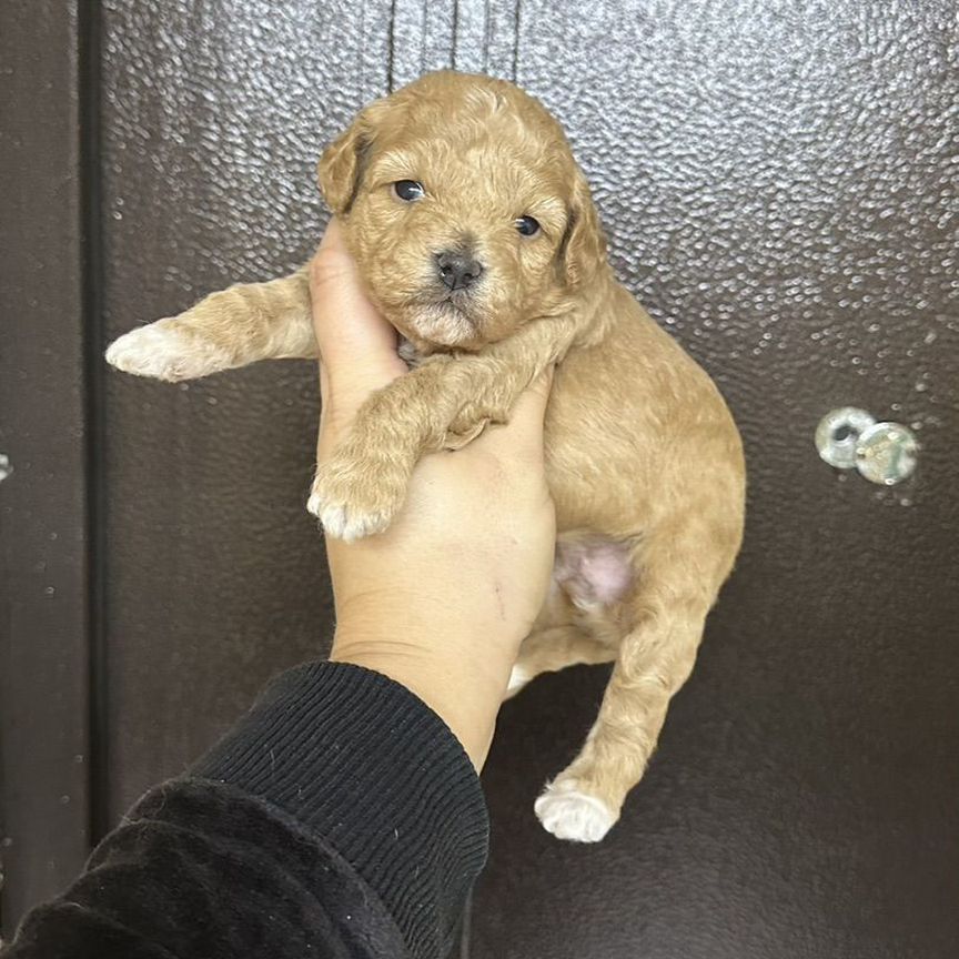 Щенки мальтипу f1 мини