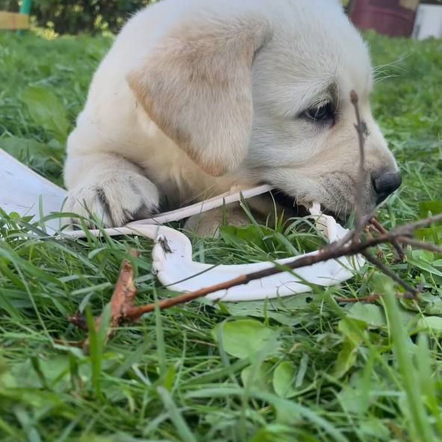 Щенок Лабрадора, кобель