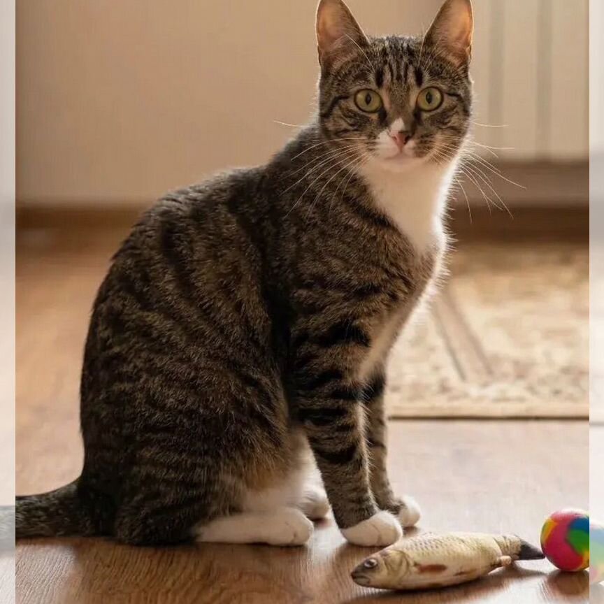 Взрослая, кошка в добрые руки