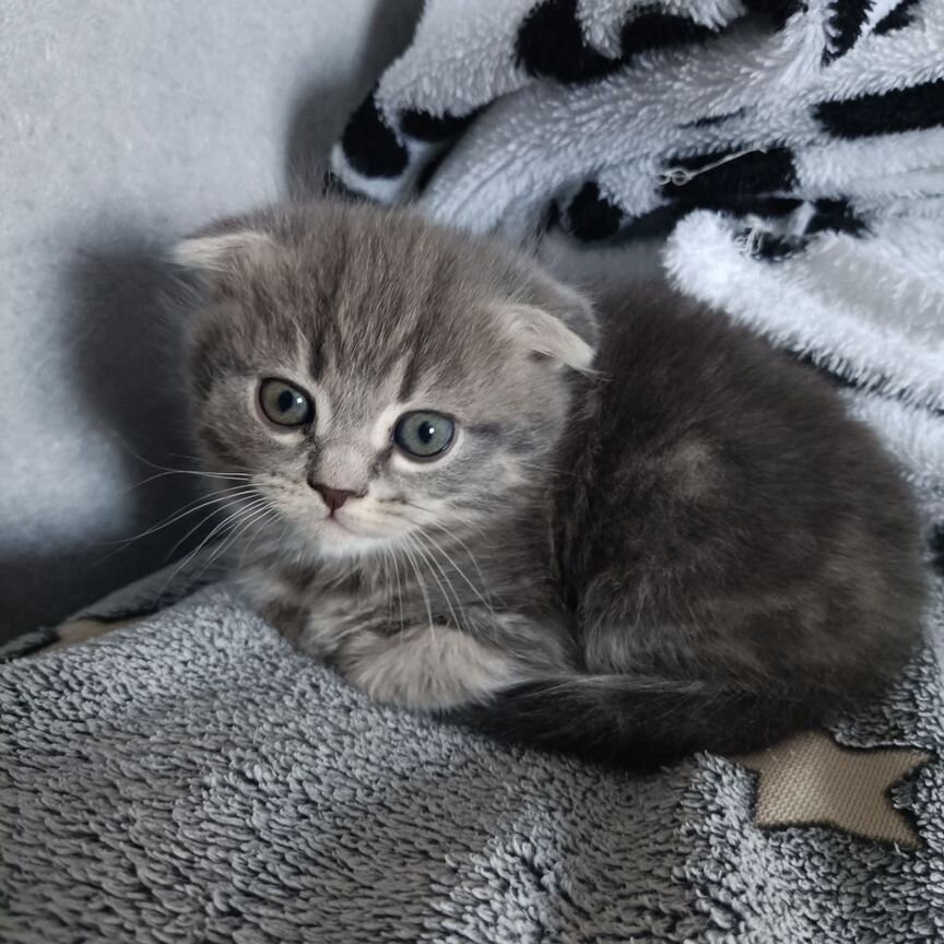 Вислоухие котята в добрые руки