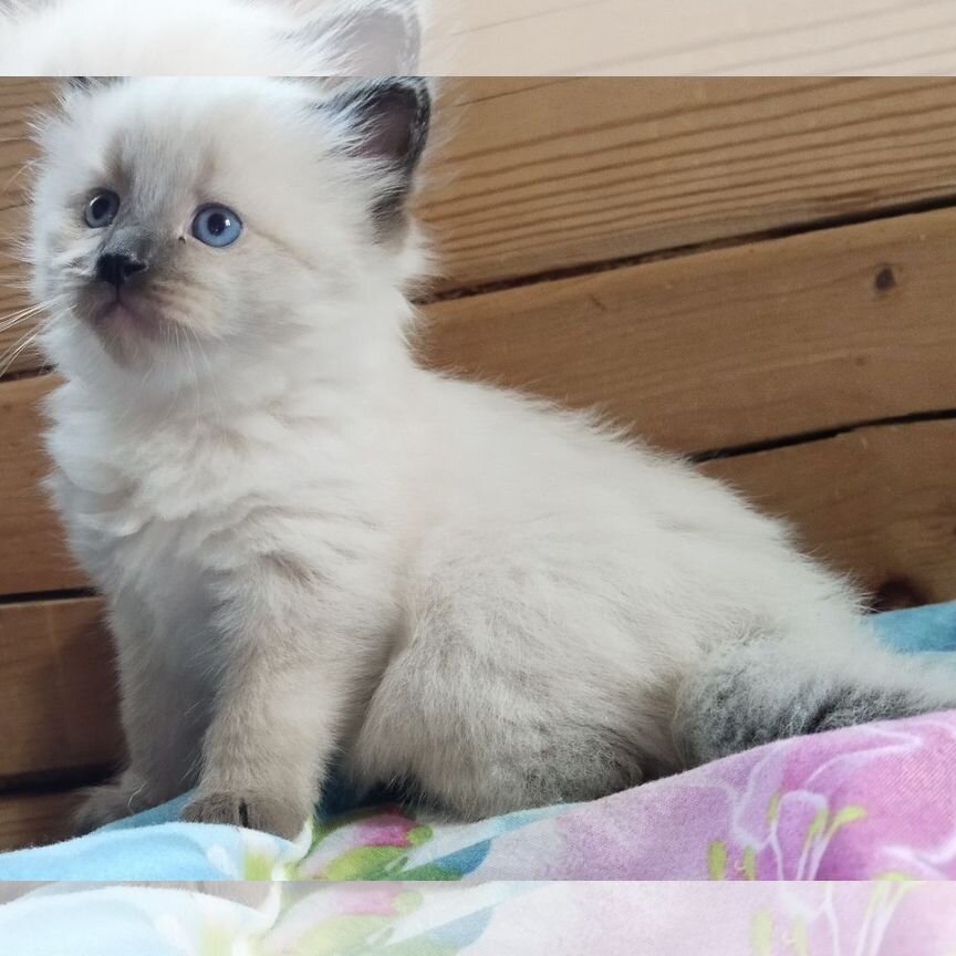 Котенок мальчик