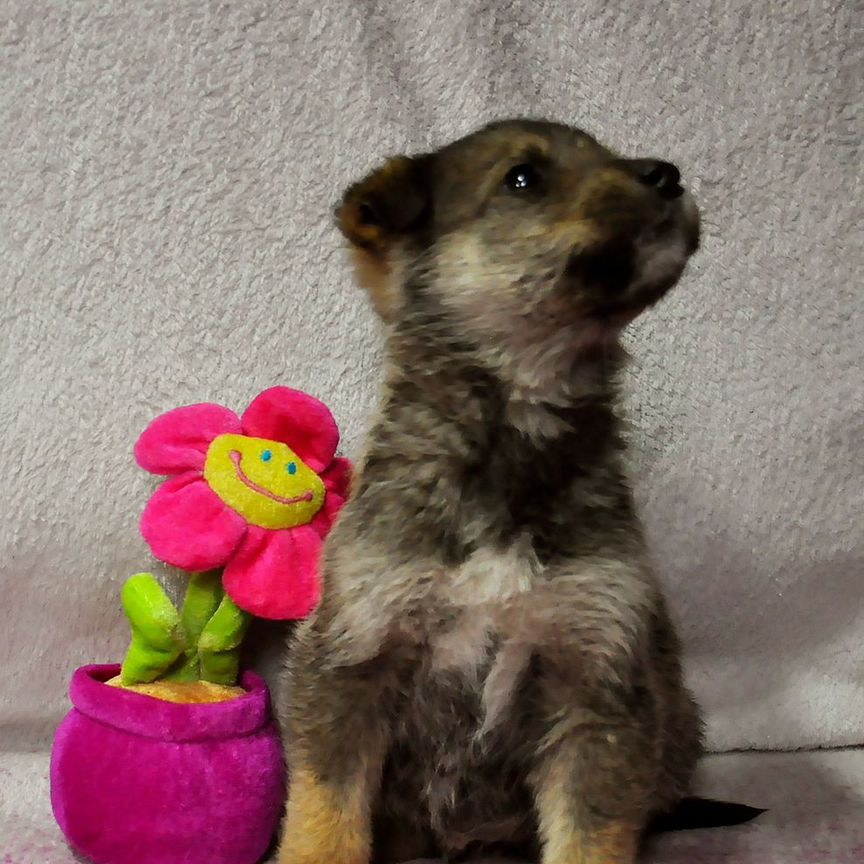 Отдам в добрые руки щенка