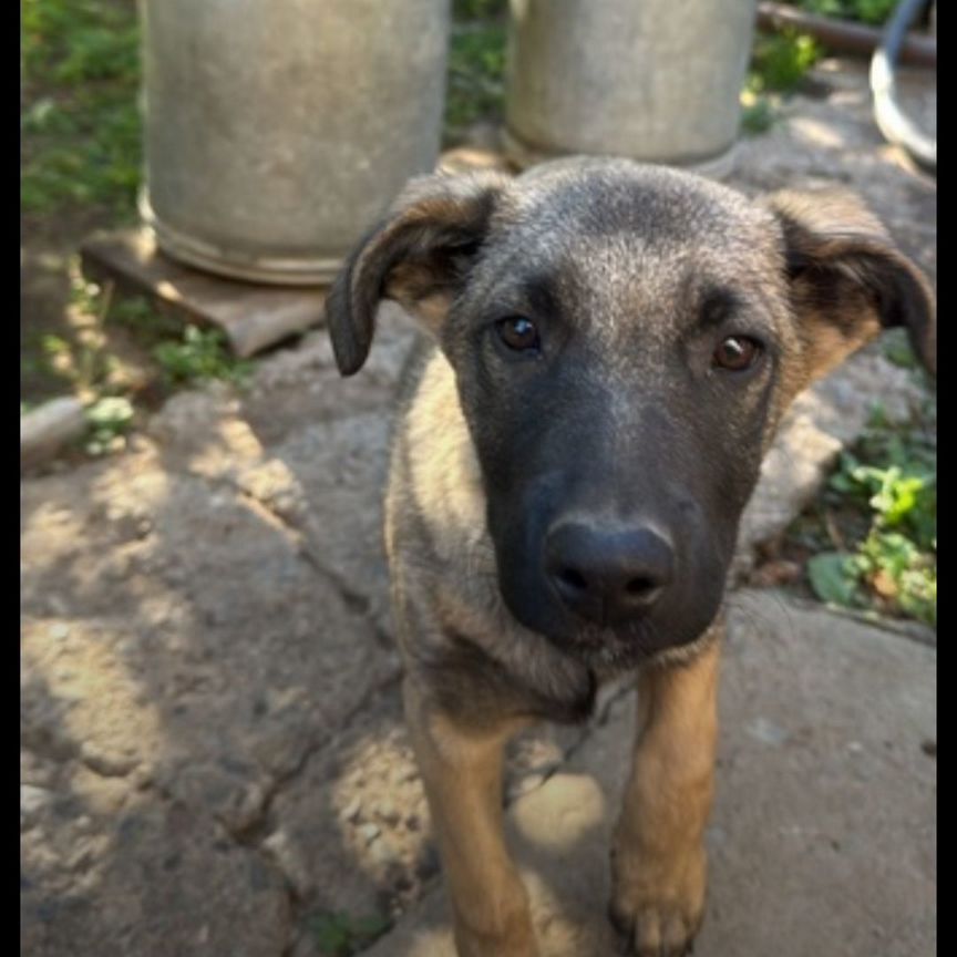 Щенок девчуля