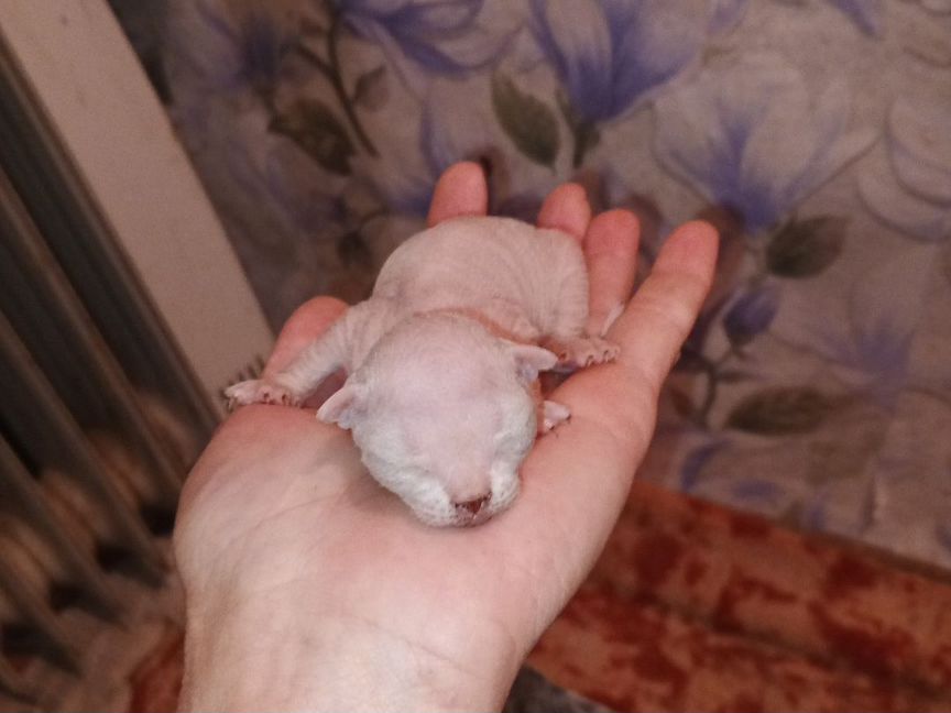 Домашние животные канадский сфинкс