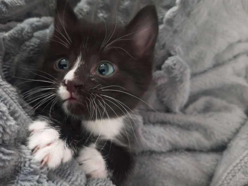 Котенок