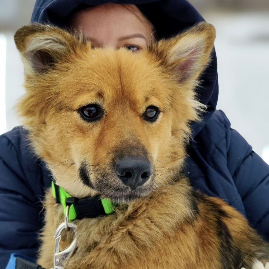 Маленький Фунтик ищет дом