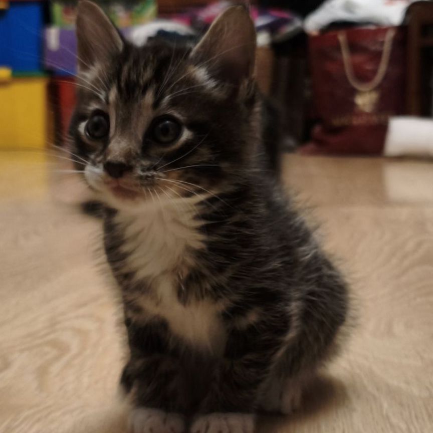 Котёнок