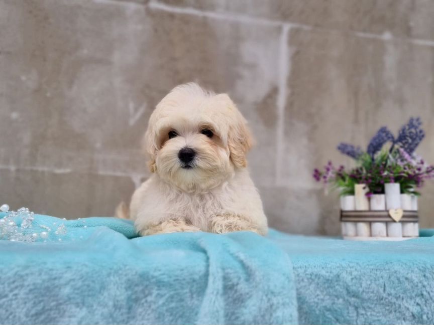 Девочка дизайнерской породы мальтипу maltipoo girl