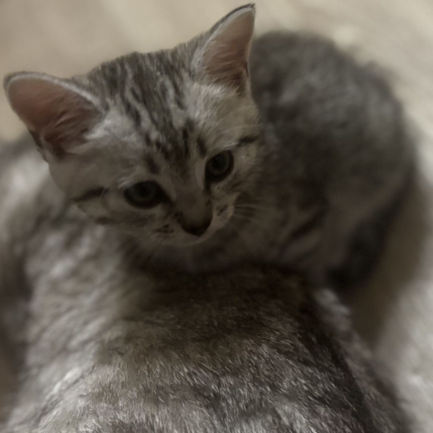 Котенок в добрые руки
