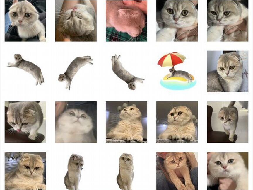 Стикеры в телеграм для вашего котика