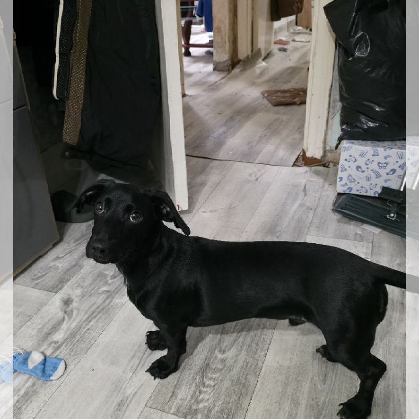 Такса, щенок