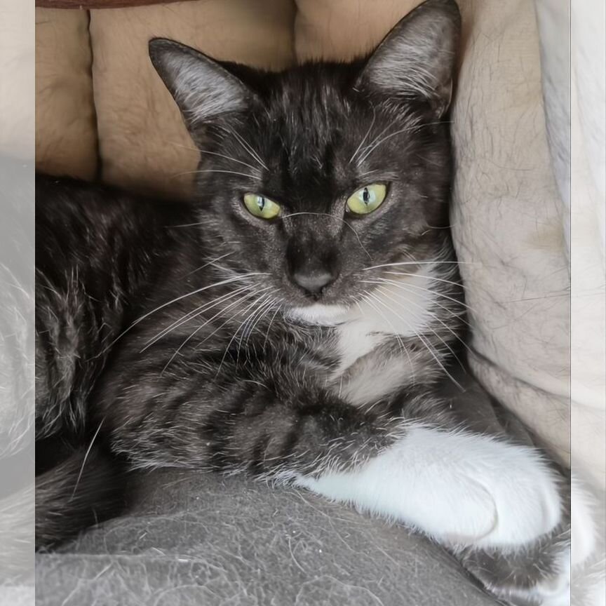 Европейский короткошёрстный котёнок