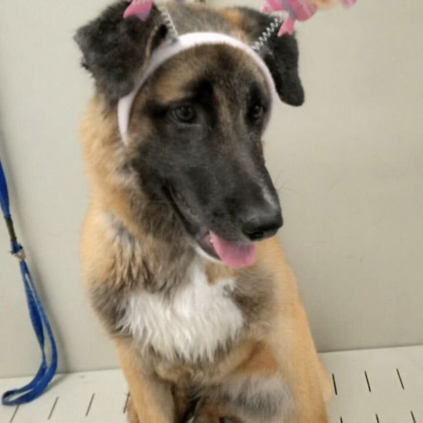 Щенок в добрые руки