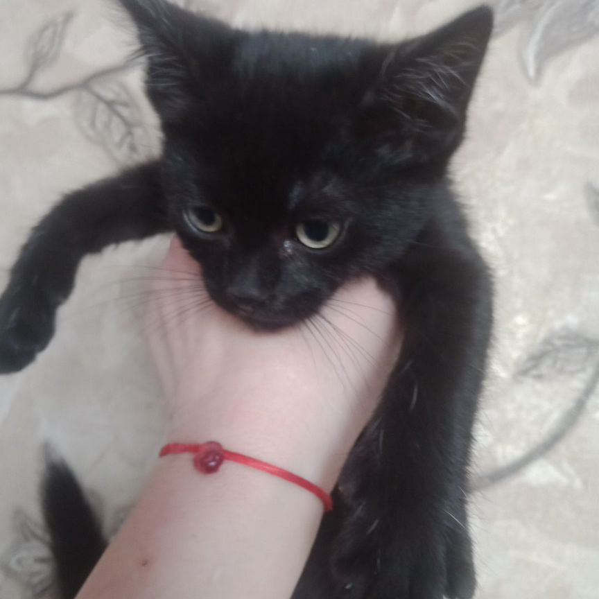 Кошки крысоловы в добры ручки