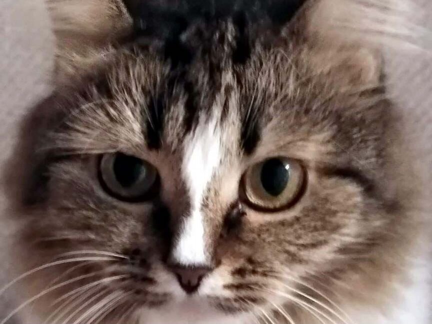 Красавица-сибирячка Муся, 2 года, в дар